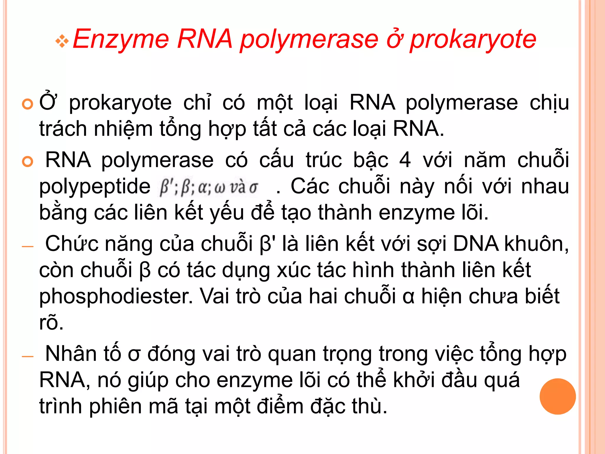 Rna qua trinh phien ma | PPTX