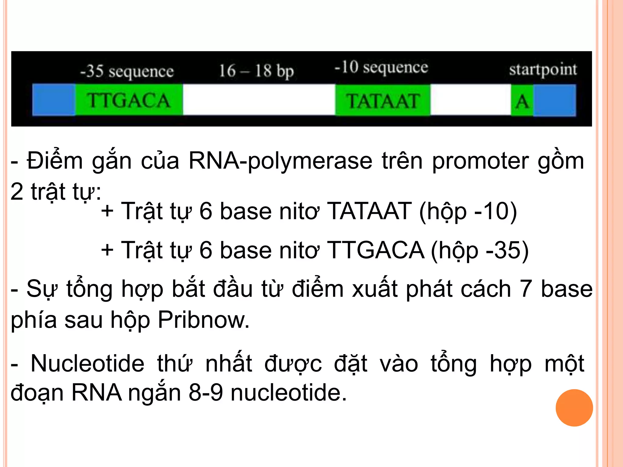 Rna qua trinh phien ma | PPTX