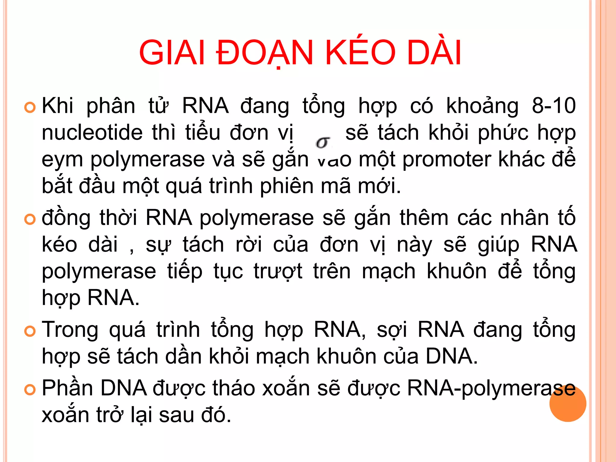 Rna qua trinh phien ma | PPTX