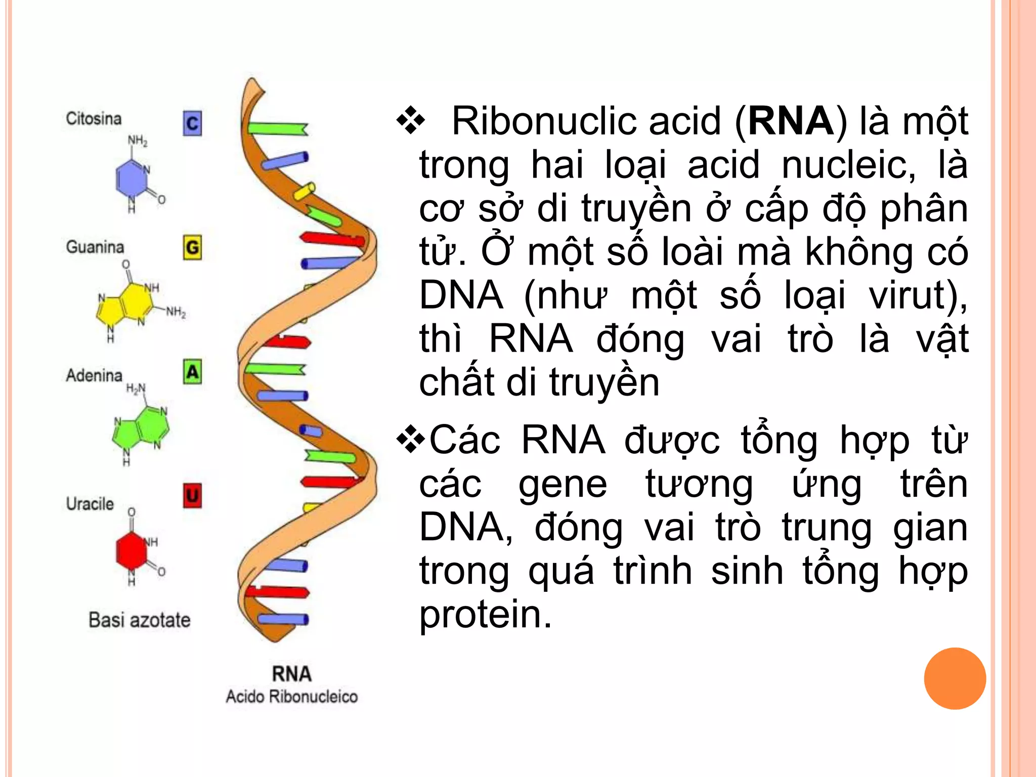 Rna qua trinh phien ma | PPTX