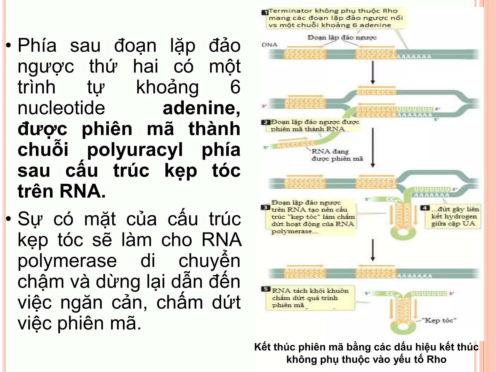 Rna qua trinh phien ma | PPTX