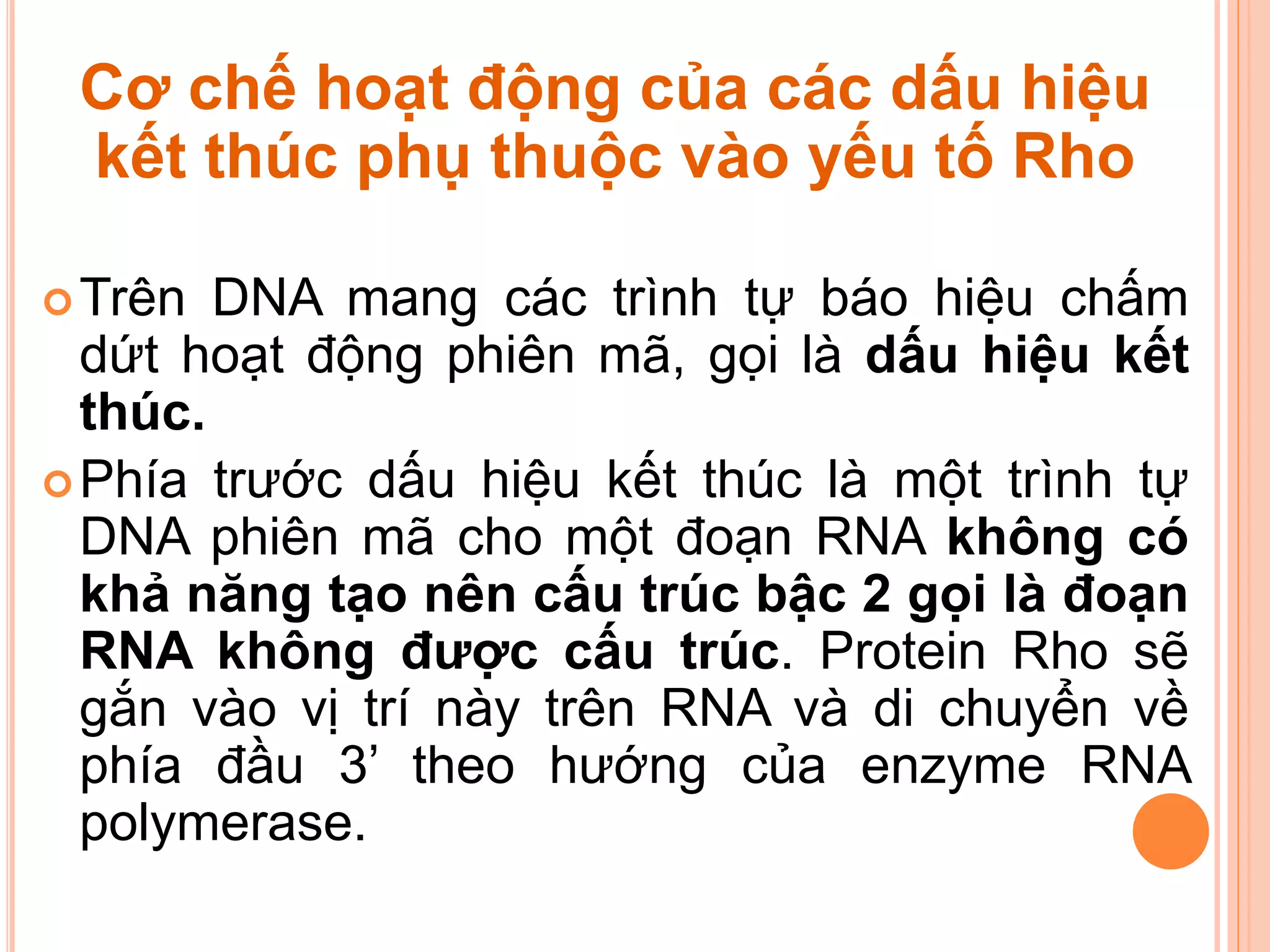 Rna qua trinh phien ma | PPTX