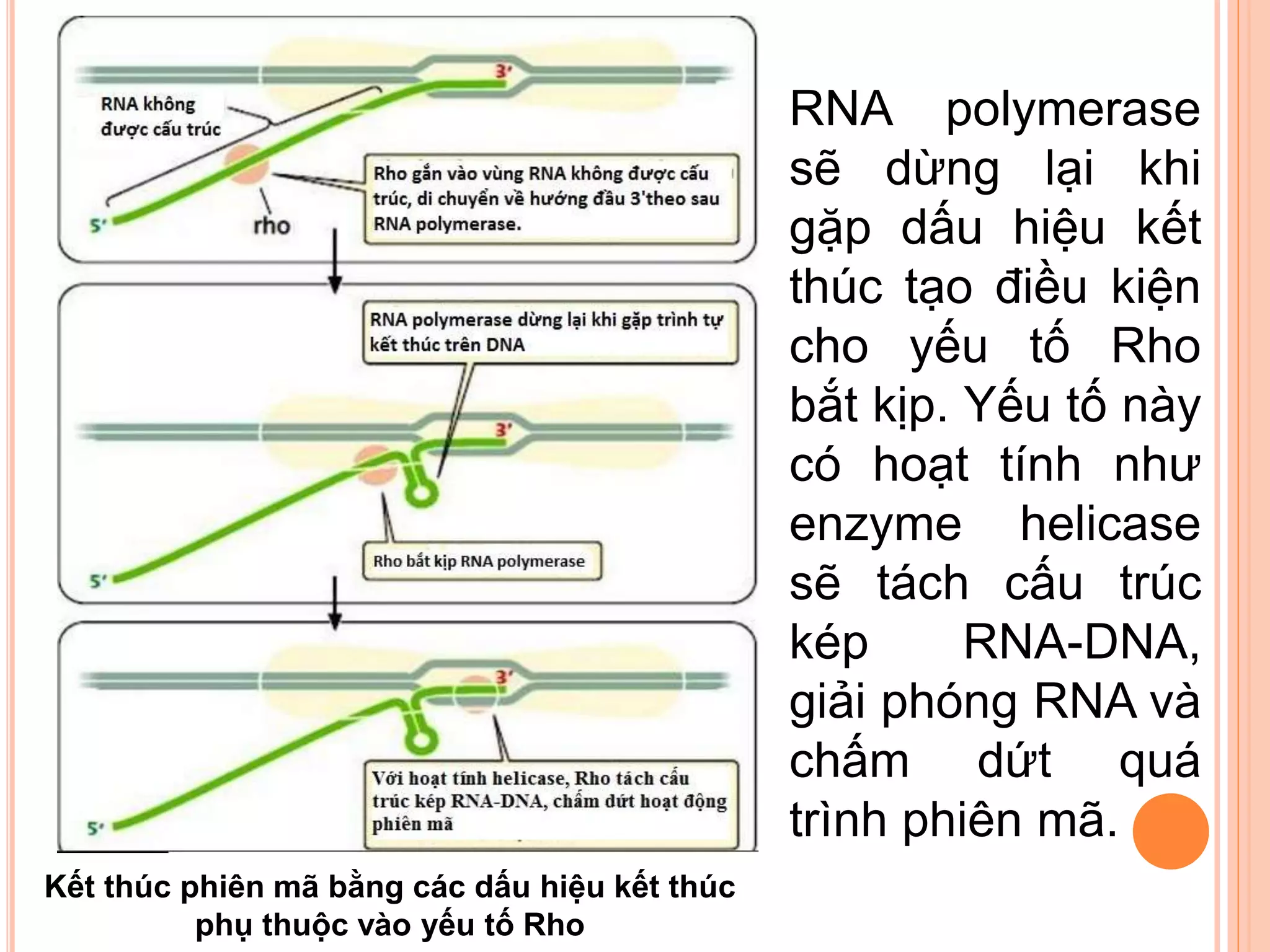 Rna qua trinh phien ma | PPTX