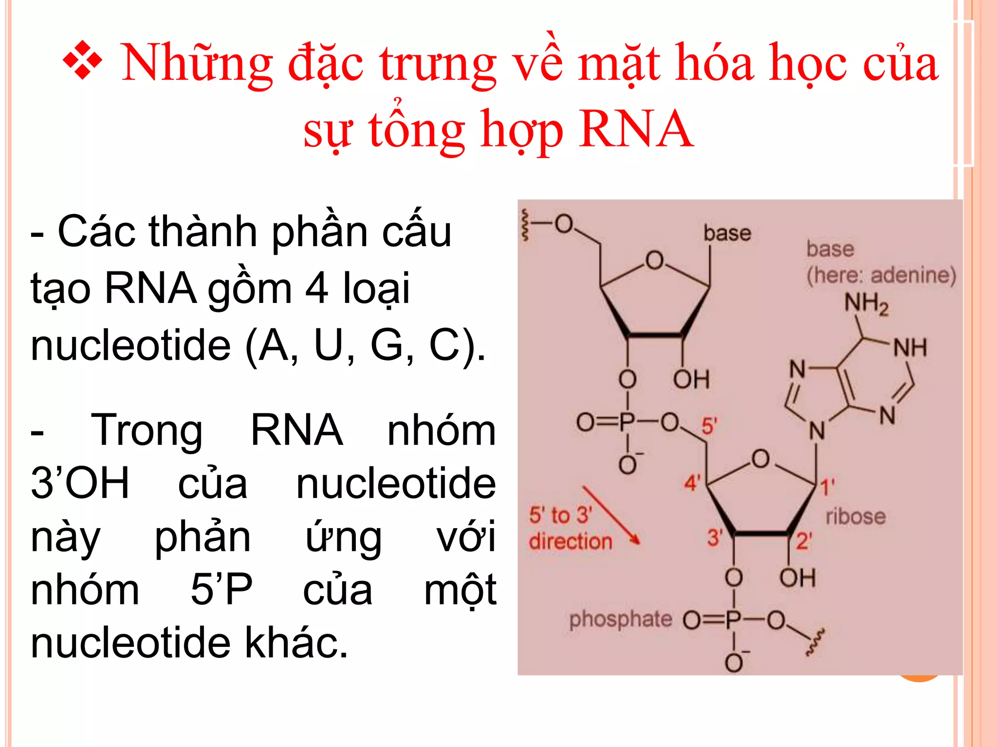Rna qua trinh phien ma | PPTX