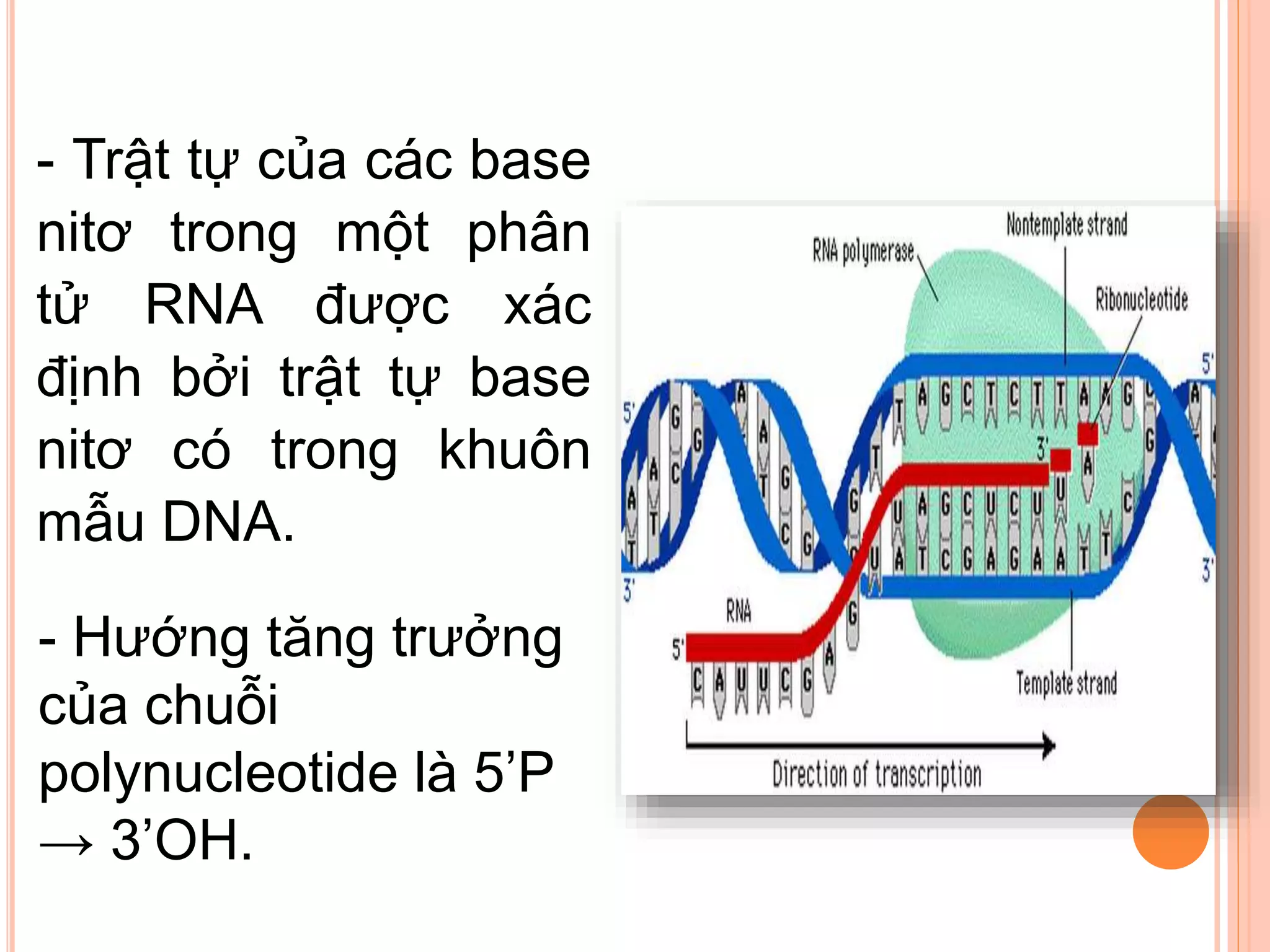 Rna qua trinh phien ma | PPTX