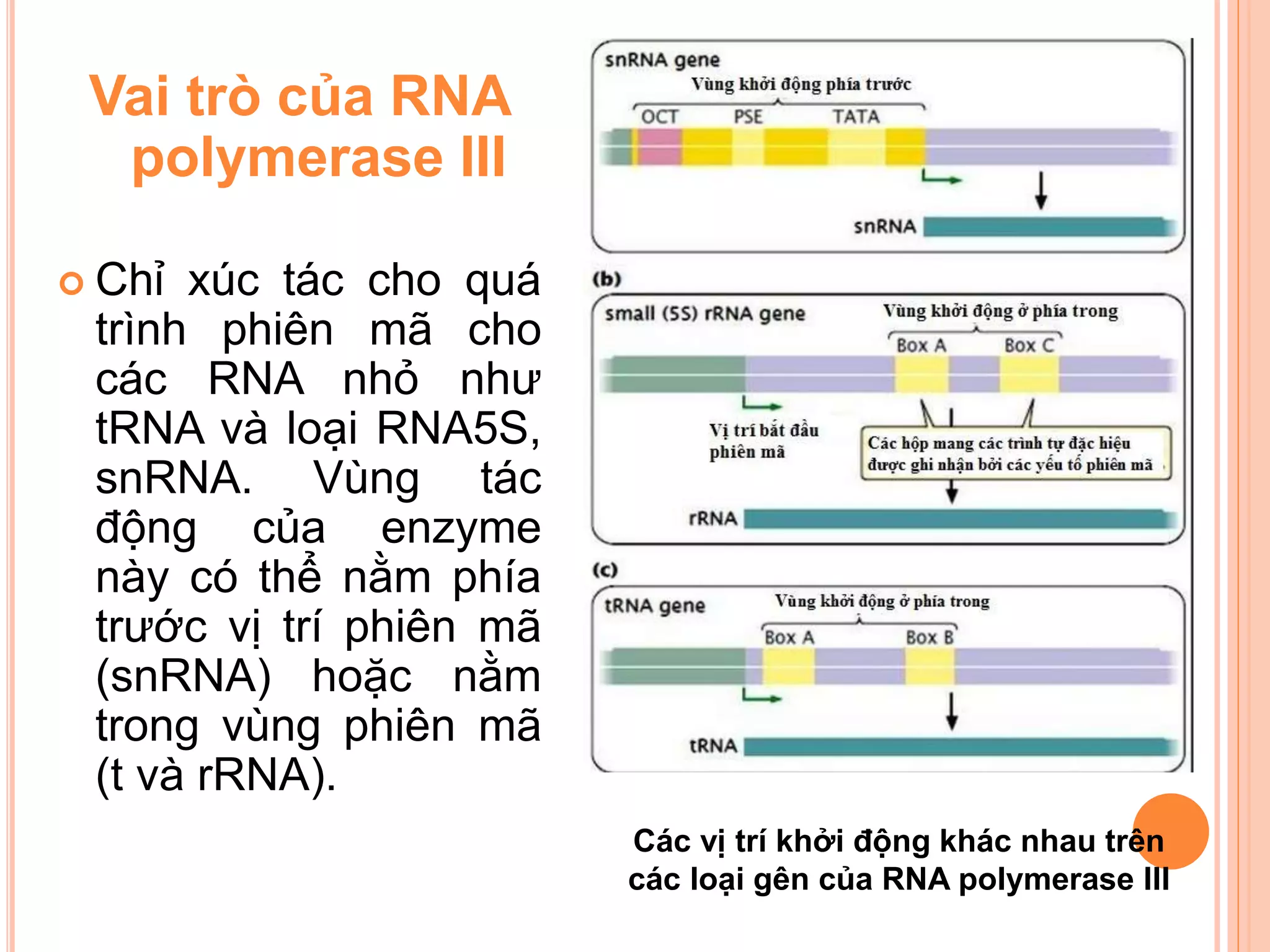 Rna qua trinh phien ma | PPTX