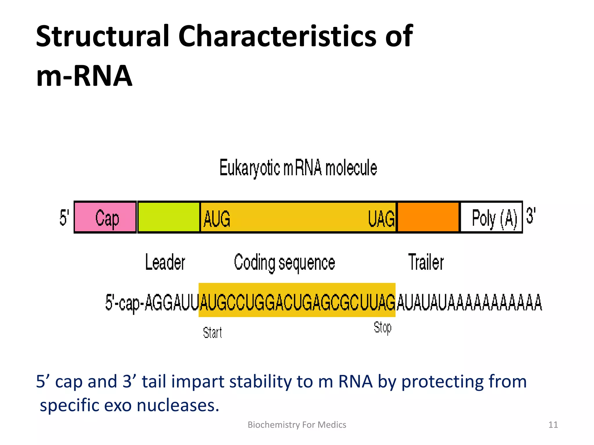RNA- Structure, Types and Functions | PPTX