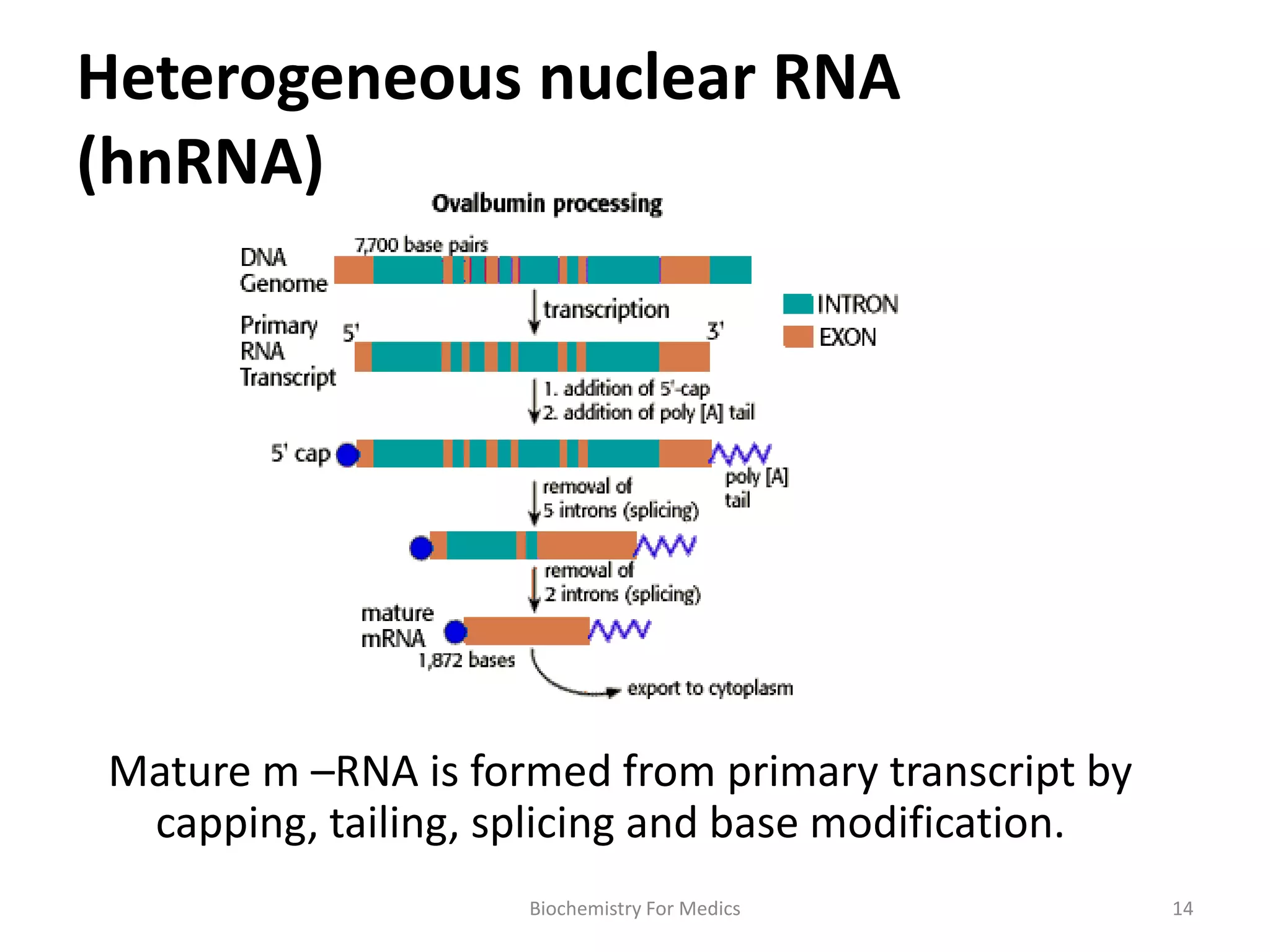 RNA- Structure, Types and Functions | PPTX