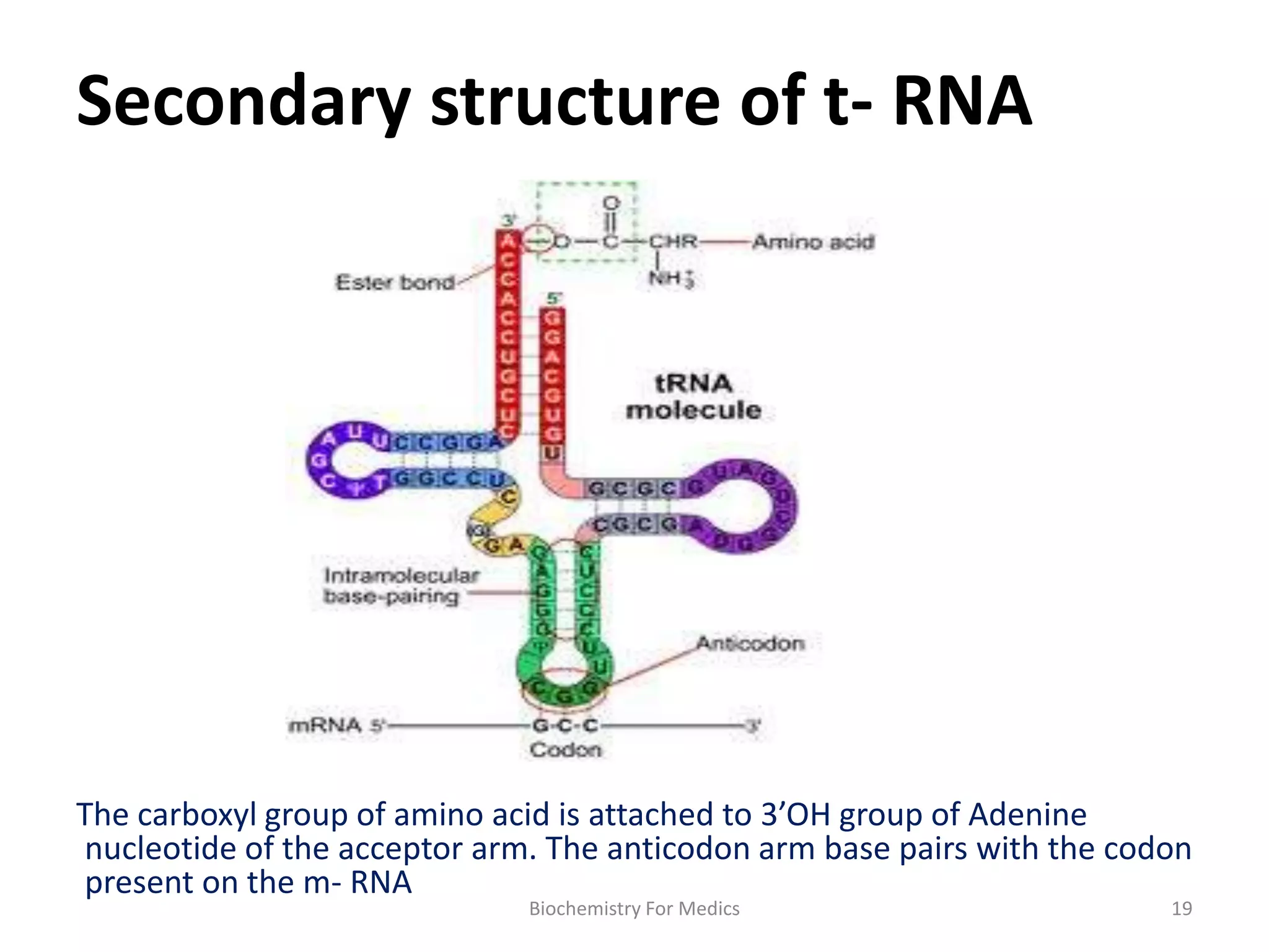 RNA- Structure, Types and Functions | PPTX