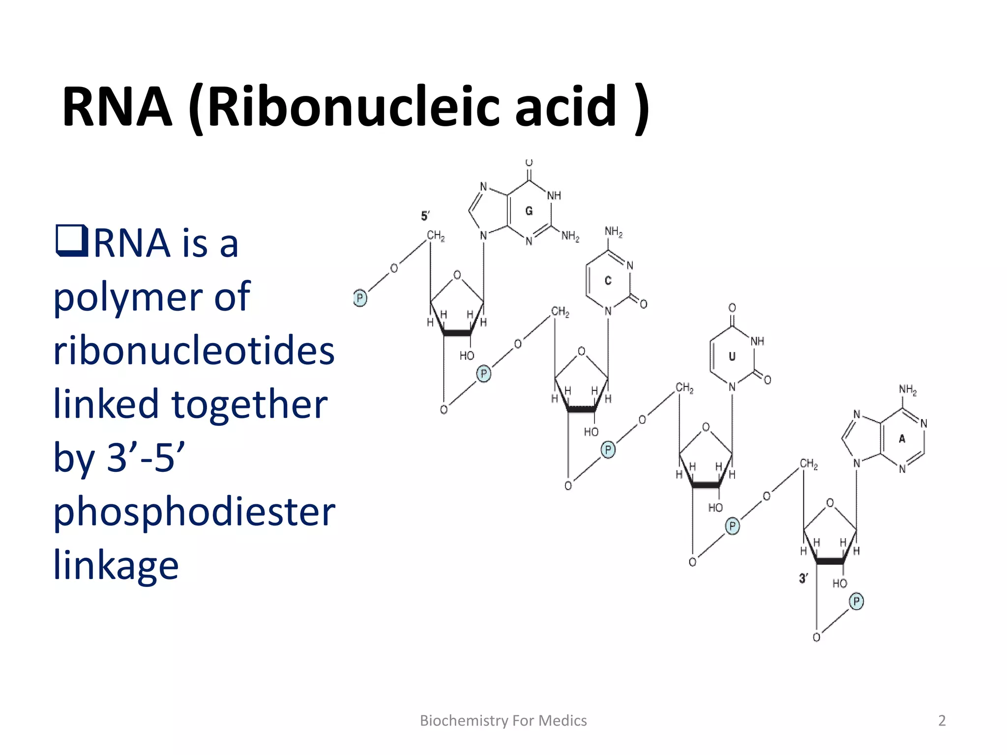 RNA- Structure, Types and Functions | PPTX