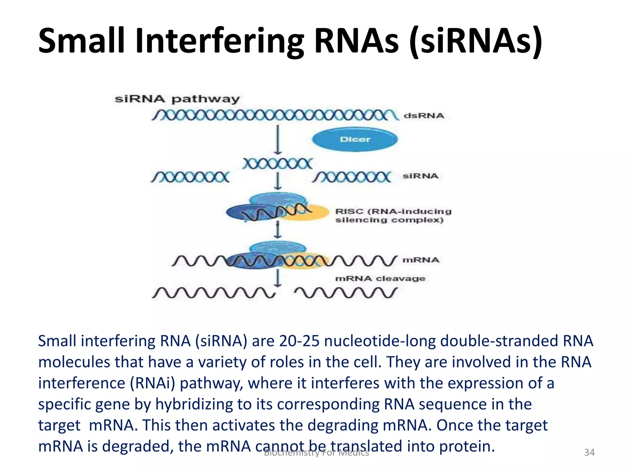 RNA- Structure, Types and Functions | PPTX