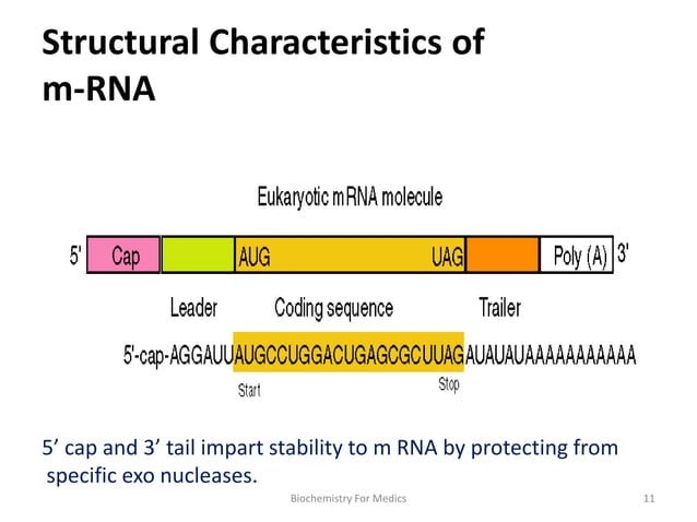 RNA- Structure, Types and Functions | PPTX