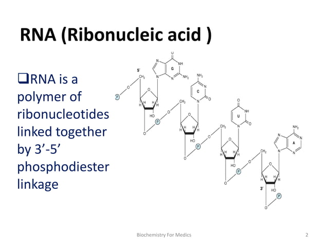 RNA- Structure, Types and Functions | PPTX