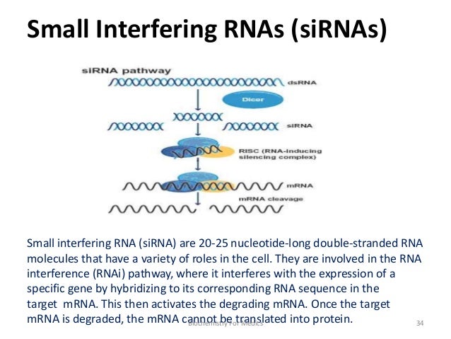 RNA- Structure, Types and Functions