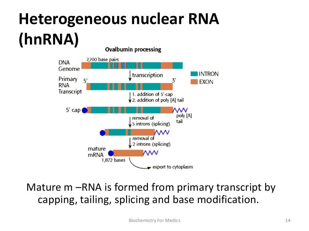 Rna Structure Types And Functions