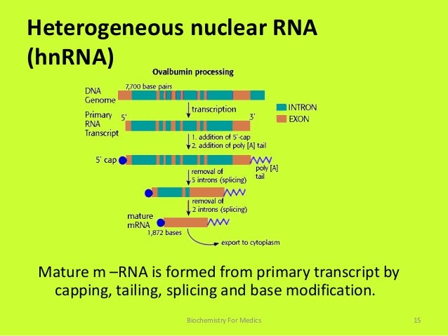 RNA