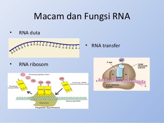 RNA