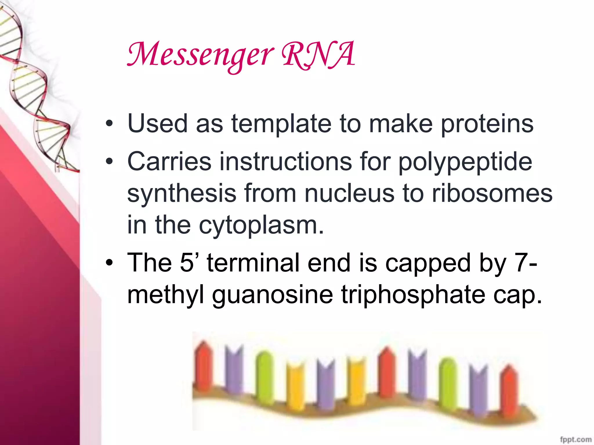 NUCLEIC ACIDS: THE RNA | PPT