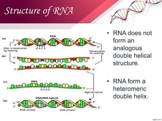 NUCLEIC ACIDS: THE RNA | PPT