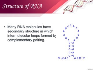 NUCLEIC ACIDS: THE RNA | PPTX