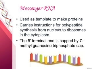 NUCLEIC ACIDS: THE RNA | PPT