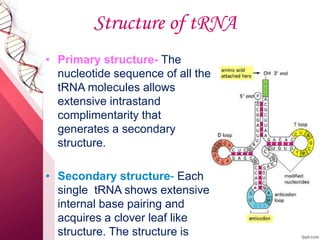 NUCLEIC ACIDS: THE RNA | PPT
