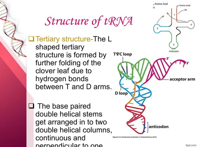 NUCLEIC ACIDS: THE RNA | PPT