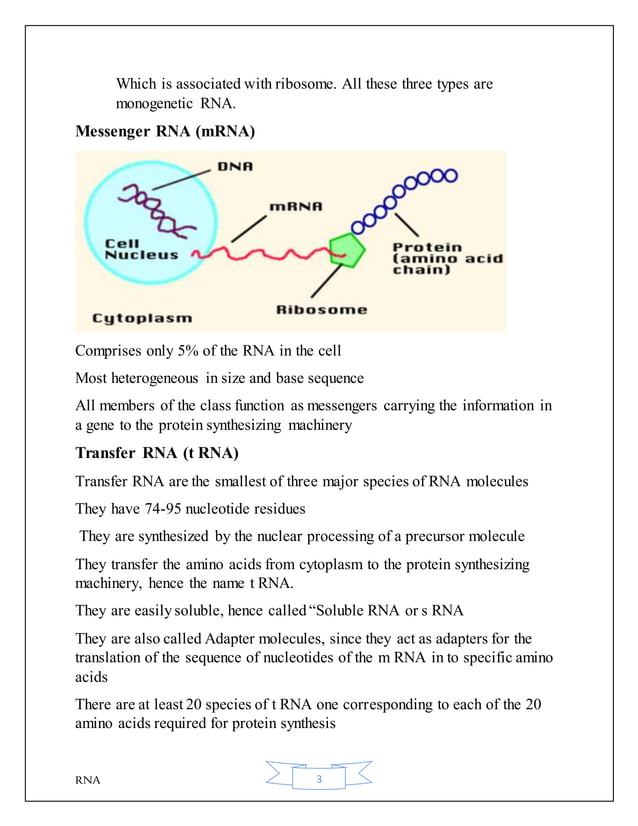 RNA | PDF