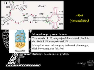 RNA | PPTX