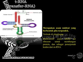 RNA | PPTX