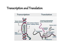Rna | PPTX | Biological Sciences | Science