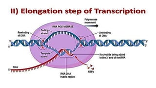 Rna | PPTX | Biological Sciences | Science