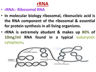 MOLECULAR ORGANIZATION OF EKARYOTIC RNA | PPT