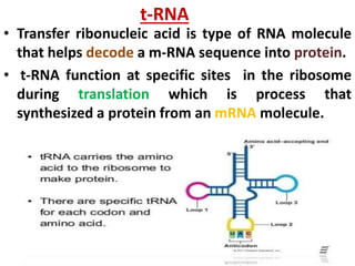 MOLECULAR ORGANIZATION OF EKARYOTIC RNA | PPT