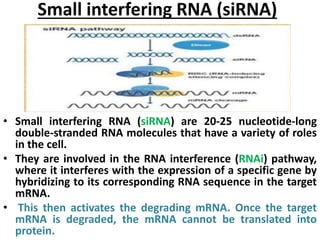 MOLECULAR ORGANIZATION OF EKARYOTIC RNA | PPTX