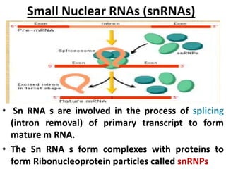 MOLECULAR ORGANIZATION OF EKARYOTIC RNA | PPTX