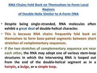 MOLECULAR ORGANIZATION OF EKARYOTIC RNA | PPT