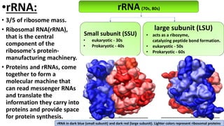 RNA by Puja Ghosh | PPT