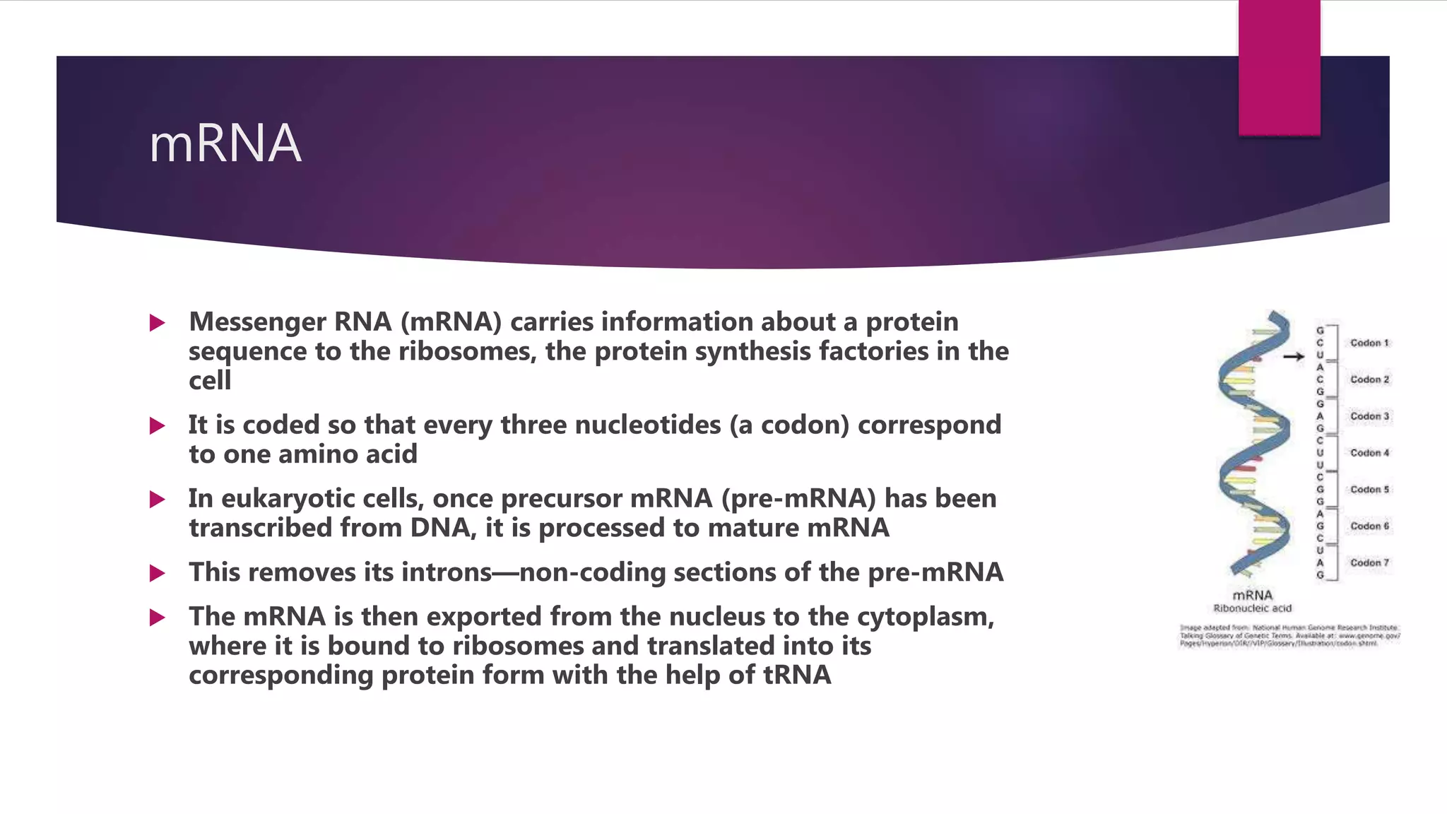 Ribonucleic Acid (RNA) | PPTX