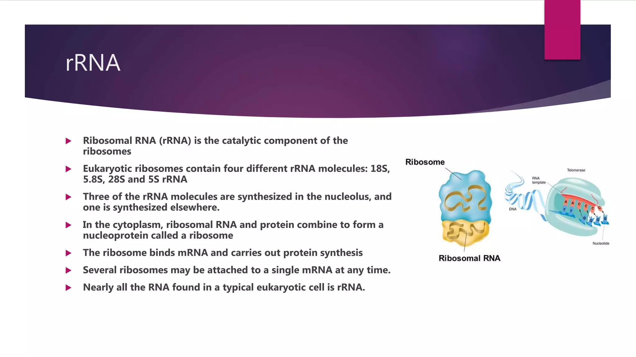 Ribonucleic Acid (RNA) | PPTX