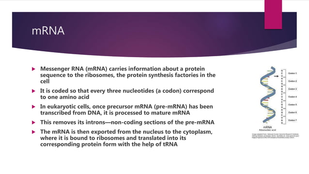 Ribonucleic Acid (RNA) | PPTX | Biological Sciences | Science