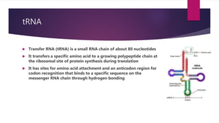 Ribonucleic Acid (RNA) | PPTX | Biological Sciences | Science
