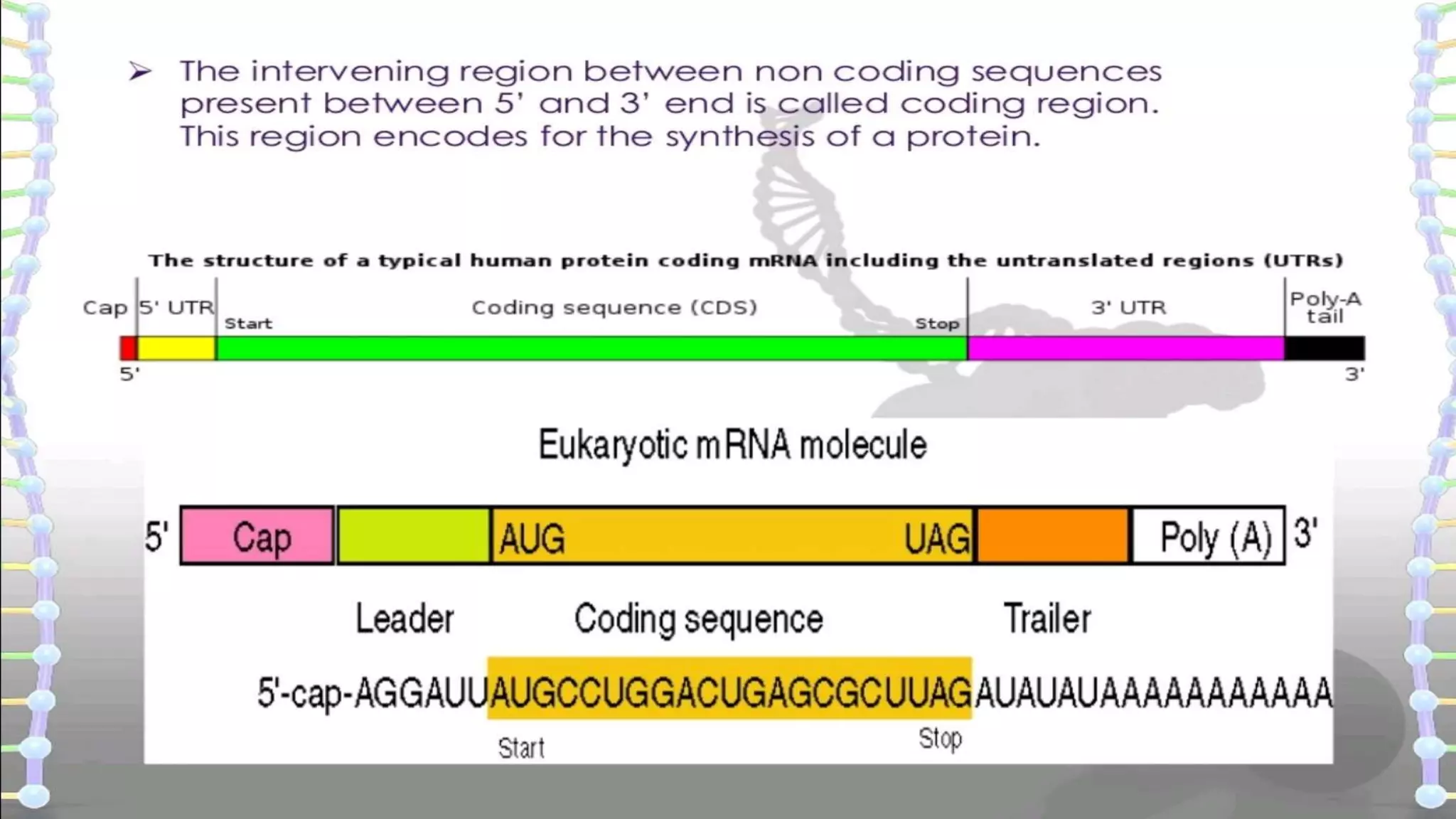 RNA (Structure, Synthesis and mRNA Processing) | PPTX