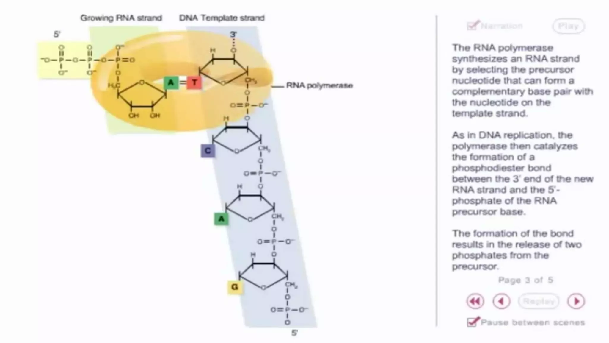 RNA (Structure, Synthesis and mRNA Processing) | PPTX
