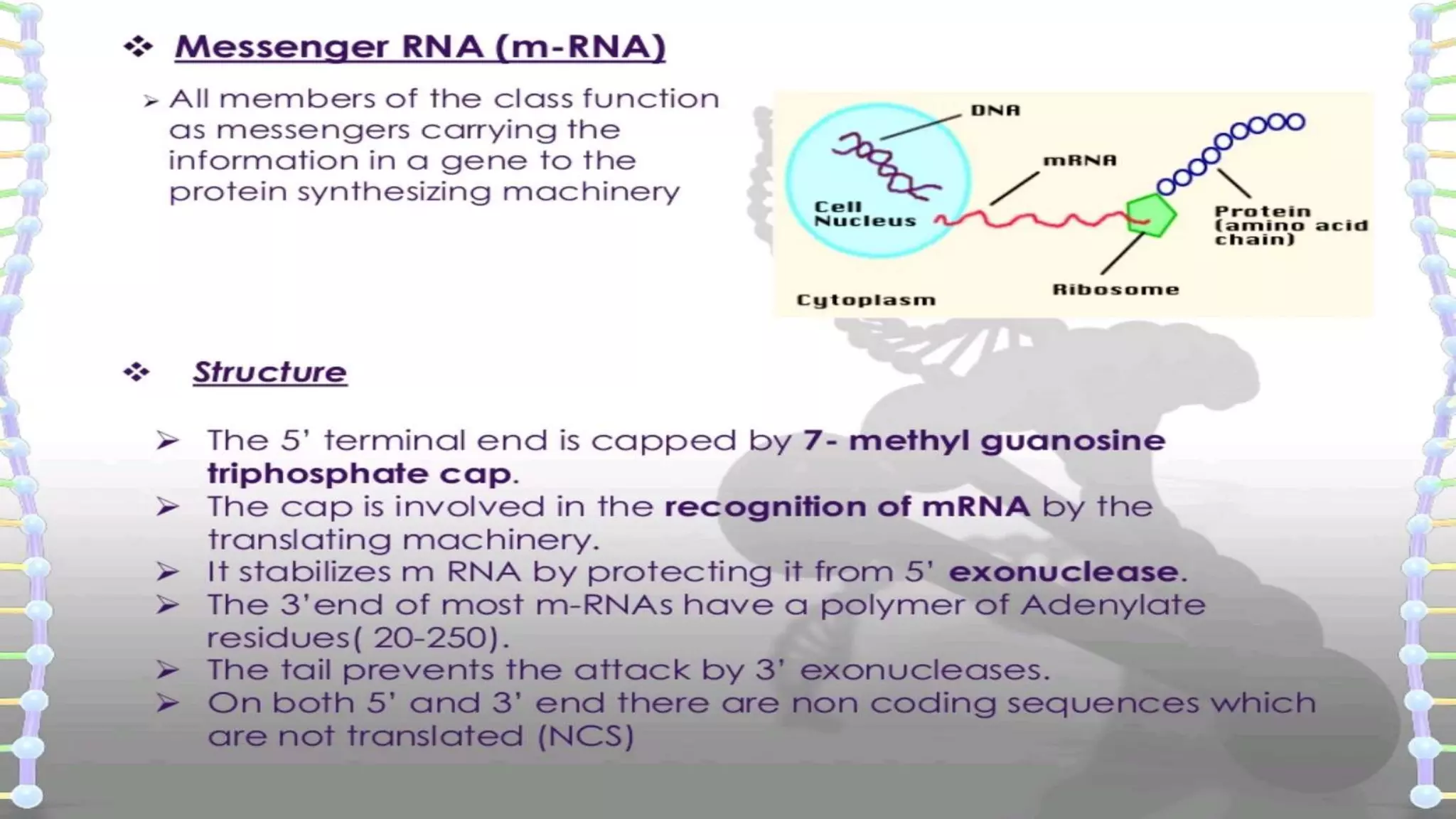 RNA (Structure, Synthesis and mRNA Processing) | PPTX