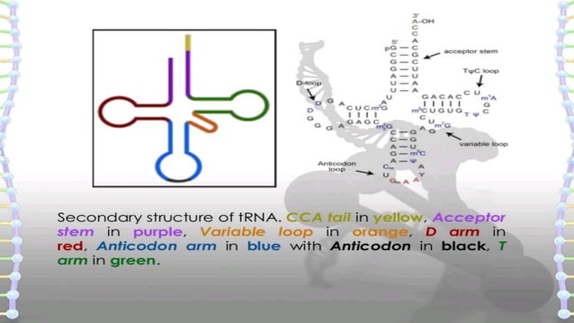 RNA (Structure, Synthesis and mRNA Processing) | PPTX | Chemistry | Science