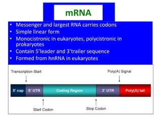 Rna | PPTX