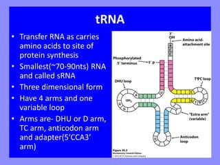 Rna | PPTX
