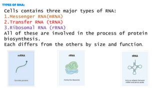 RNA.pptx
