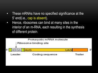 RNA.- a short view into sturcture and function of RNA | PPT